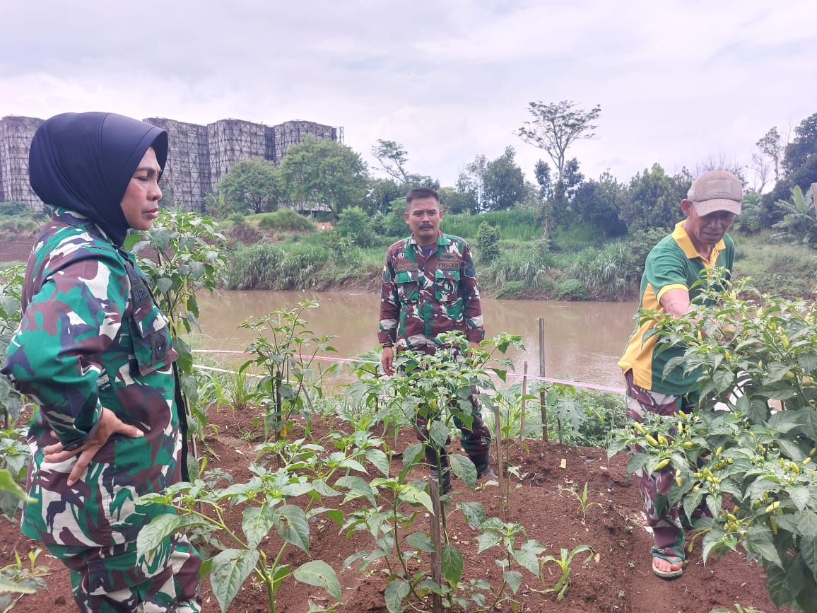 Dansektor 7 Kol Caj (K) Nurjanah Suat Monitoring Hasil Tanam Di Lahan Bios 44 | Kontrol News